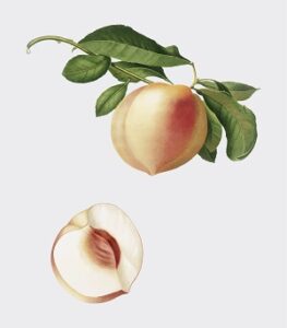 45 FRUITS THAT START WITH THE LETTER Q (WITH IMAGES) - homemadebanana.com