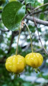 45 FRUITS THAT START WITH THE LETTER U (WITH IMAGES) - homemadebanana.com