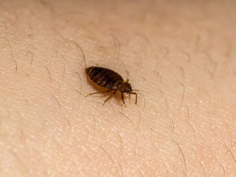 16 Bugs That Look Like Bed Bugs: How to Identify and Distinguish Them ...