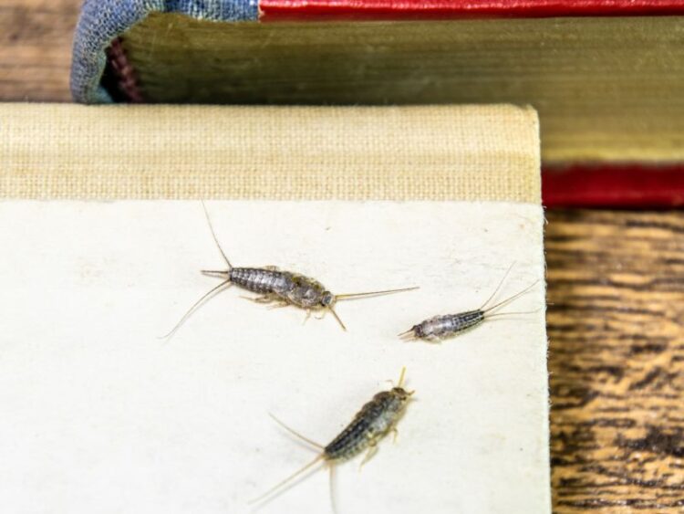 16 Bugs That Look Like Bed Bugs: How to Identify and Distinguish Them ...