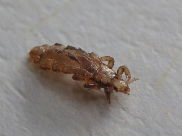 16 Bugs That Look Like Bed Bugs: How to Identify and Distinguish Them ...