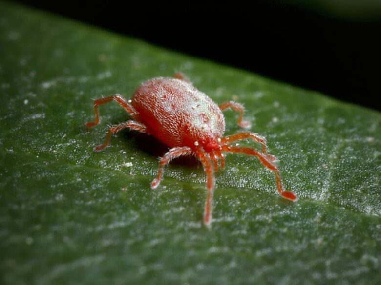 16 Bugs That Look Like Bed Bugs: How to Identify and Distinguish Them ...