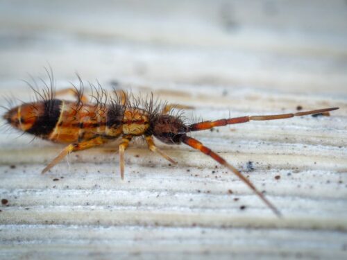 16 Bugs That Look Like Bed Bugs: How to Identify and Distinguish Them ...